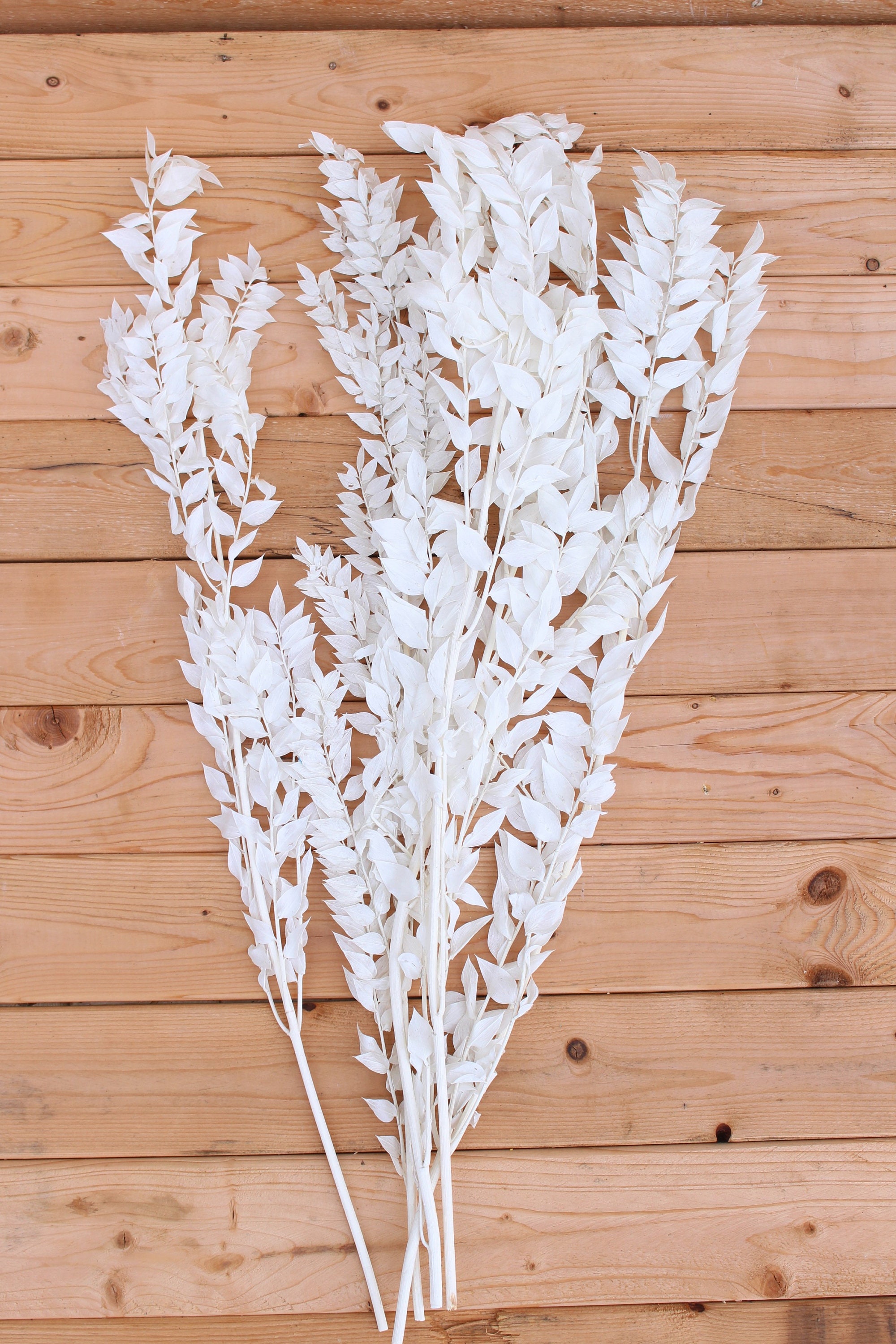 Bleached Preserved Italian White Ruscus / Bleached Flowers/ | Etsy