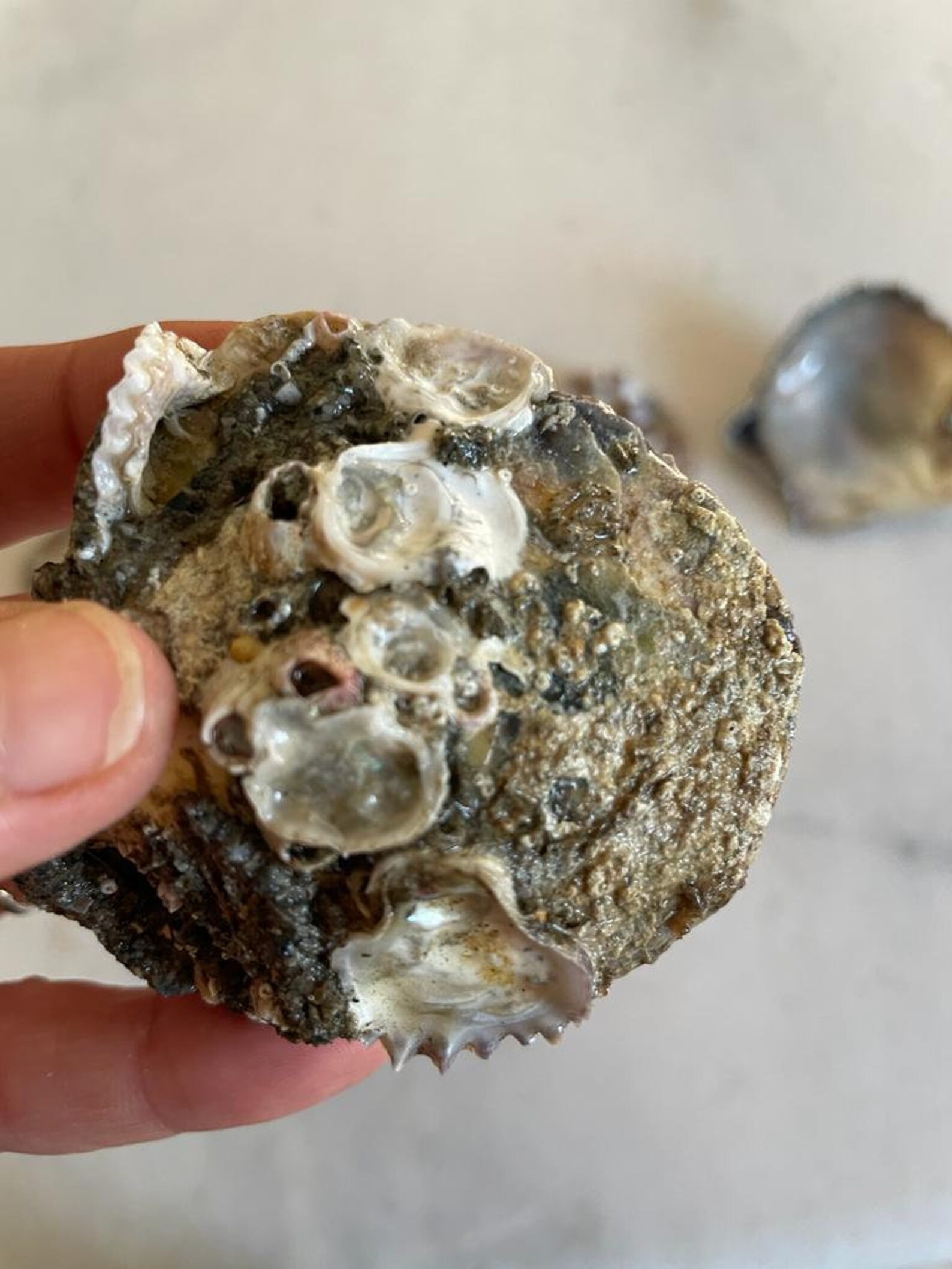 Rustic Oyster Seashells, Shells With Fossils and Barnacle Clusters, 5 ...