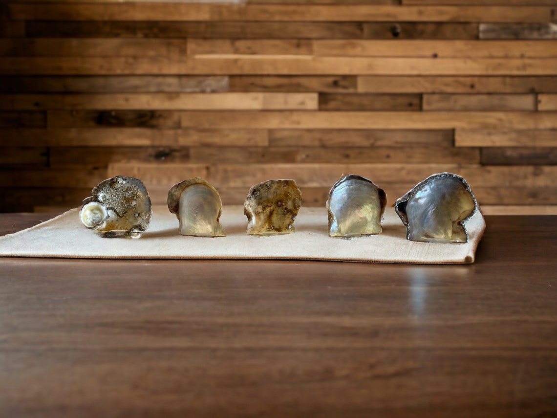 Rustic Oyster Seashells, Shells With Fossils and Barnacle Clusters, 5 ...