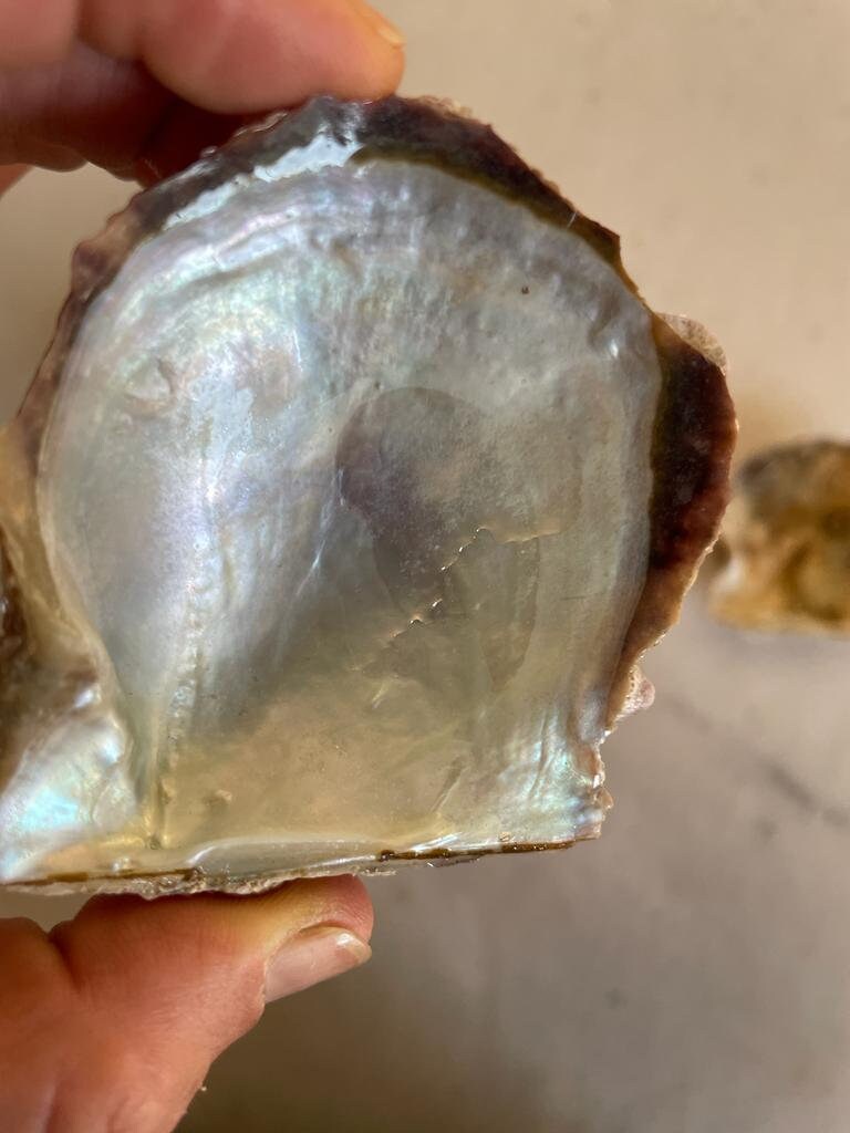 Rustic Oyster Seashells, Shells With Fossils and Barnacle Clusters, 5 ...