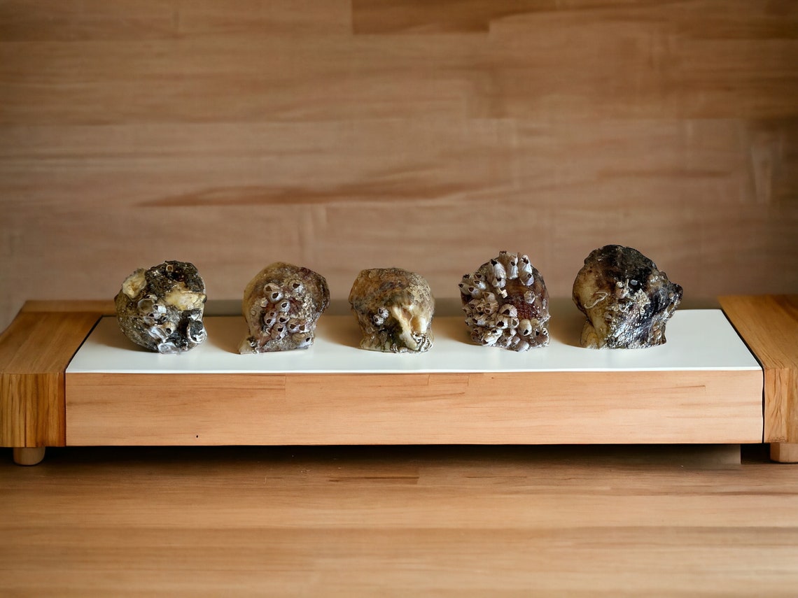 Rustic Oyster Seashells, Shells With Fossils and Barnacle Clusters, 5 ...