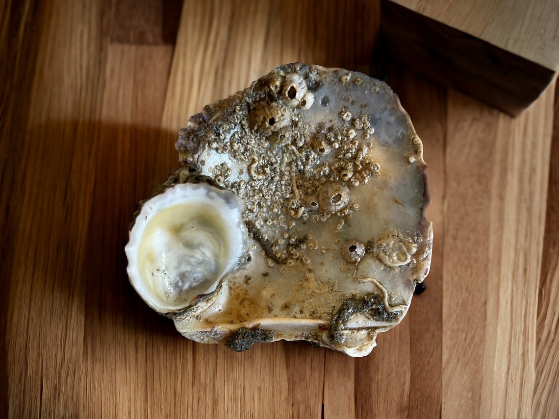 Rustic Oyster Seashells, Shells With Fossils and Barnacle Clusters, 5 ...