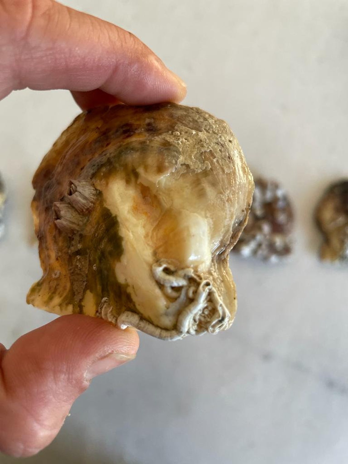 Rustic Oyster Seashells, Shells With Fossils and Barnacle Clusters, 5 ...