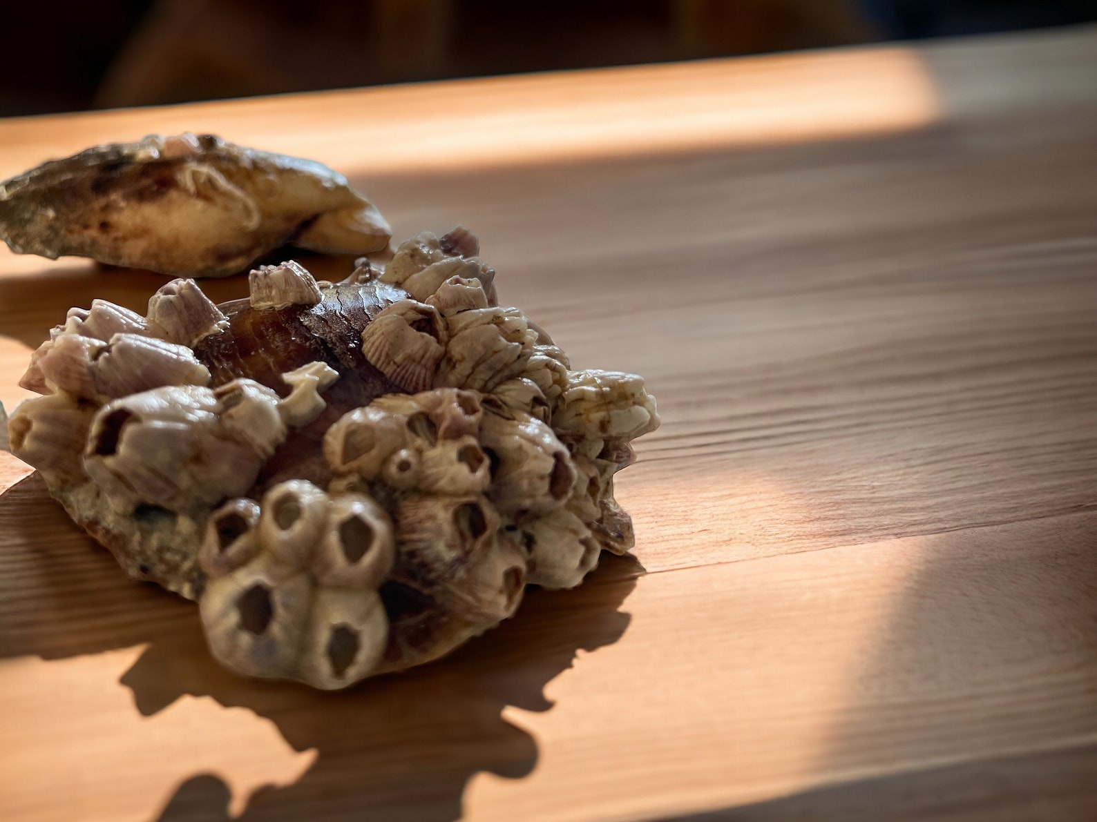 Rustic Oyster Seashells, Shells With Fossils and Barnacle Clusters, 5 ...