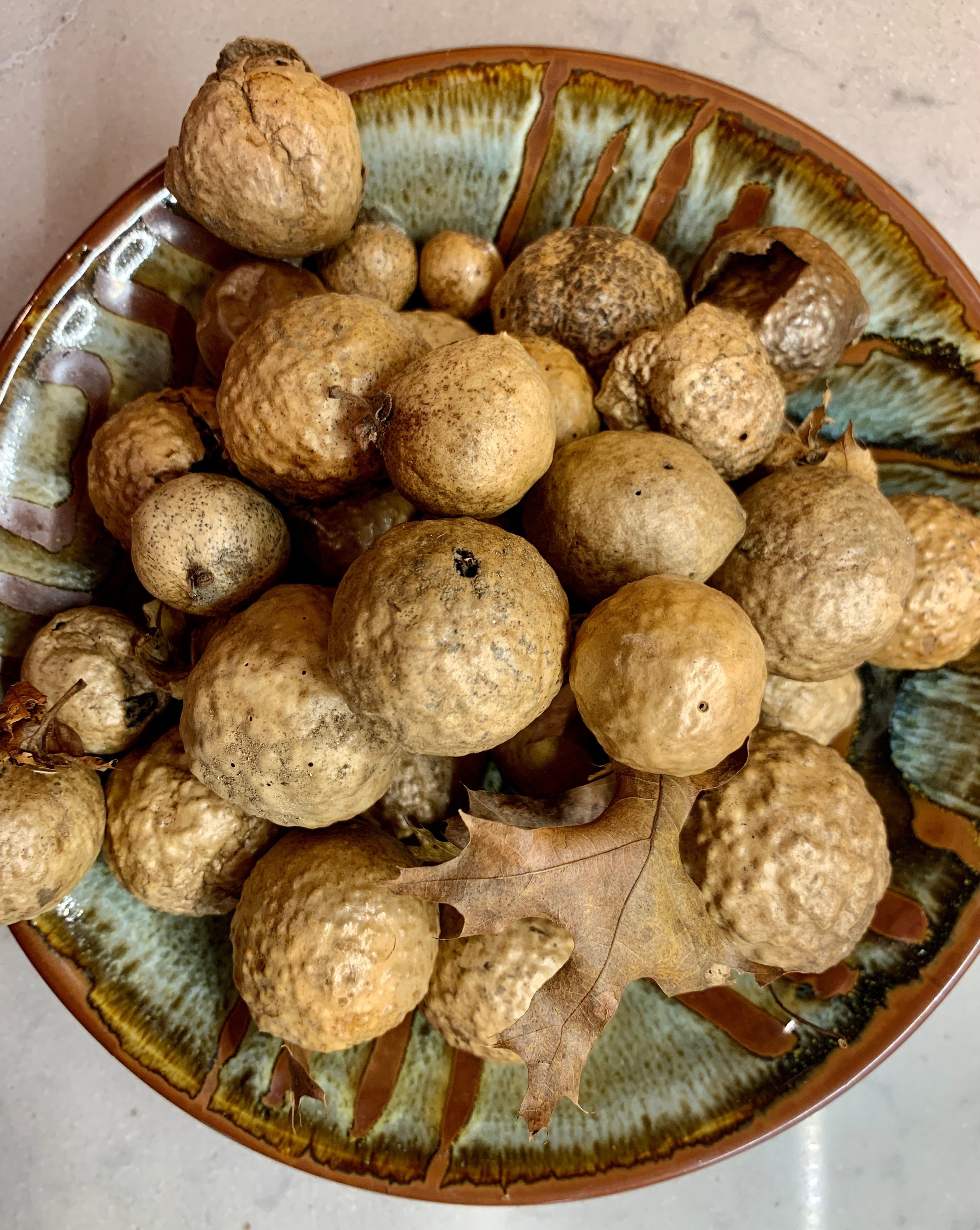Oak Apple Galls/oak Galls/natural Oak Galls/oak Gall Dye and Ink Making ...