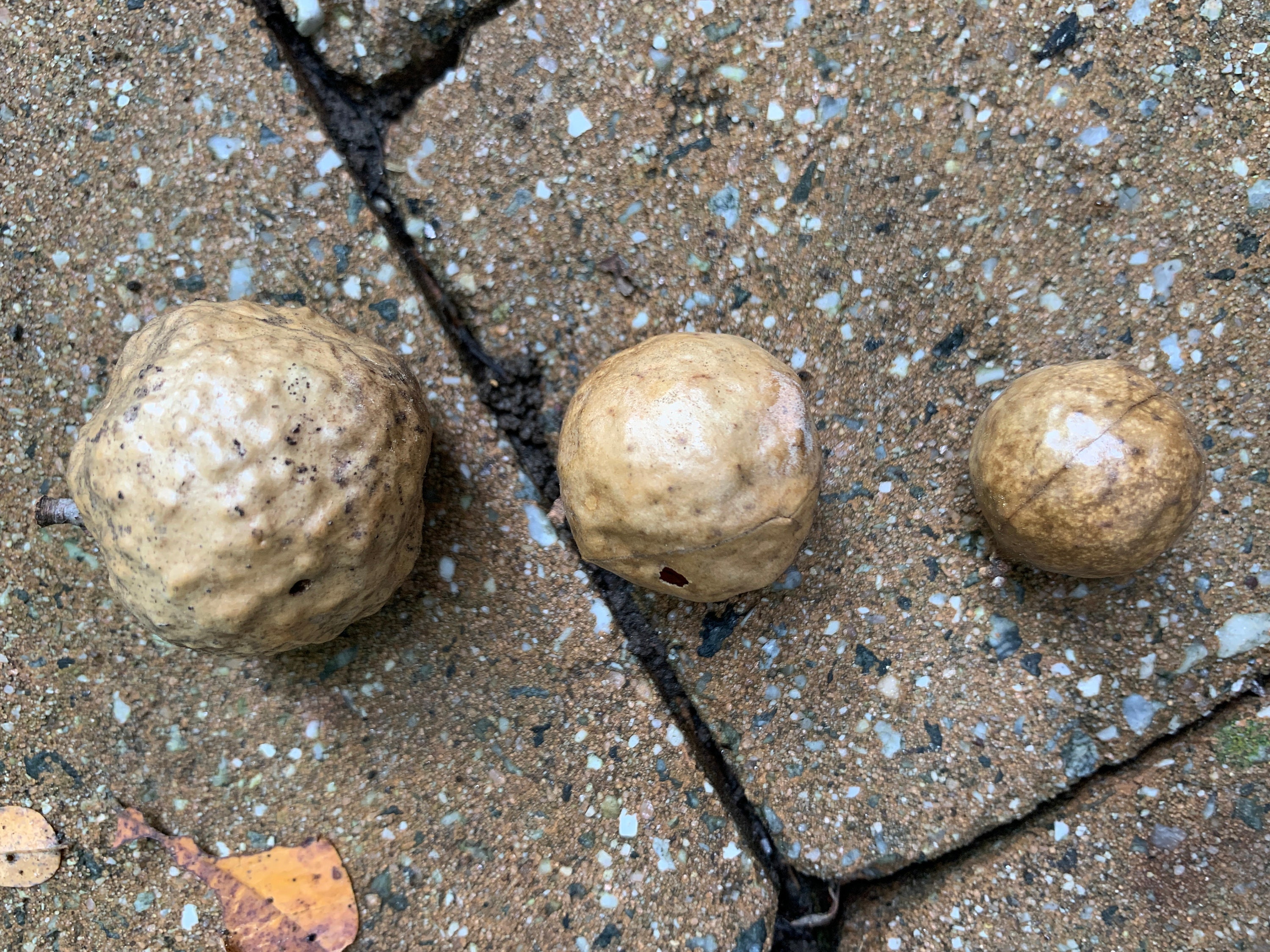 Oak Apple Galls/oak Galls/natural Oak Galls/oak Gall Dye and Ink Making ...