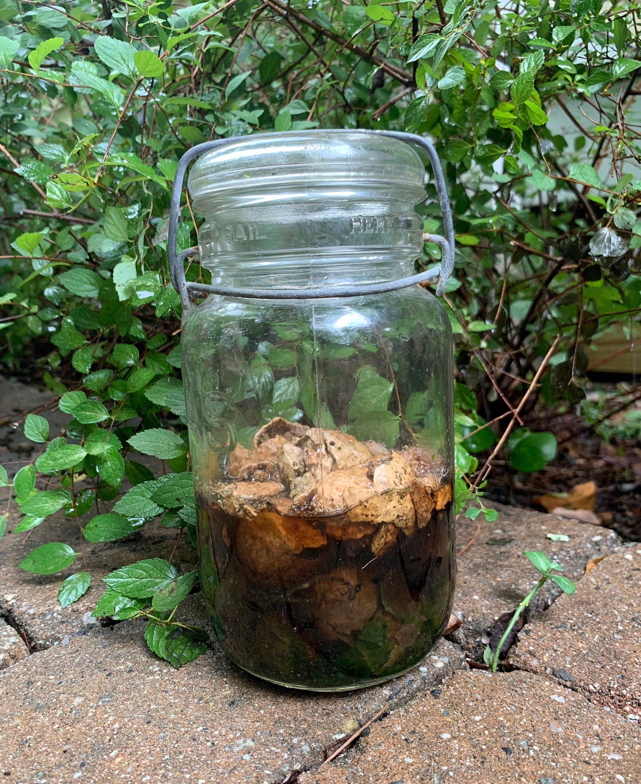 Oak Apple Galls/oak Galls/natural Oak Galls/oak Gall Dye and Ink Making ...