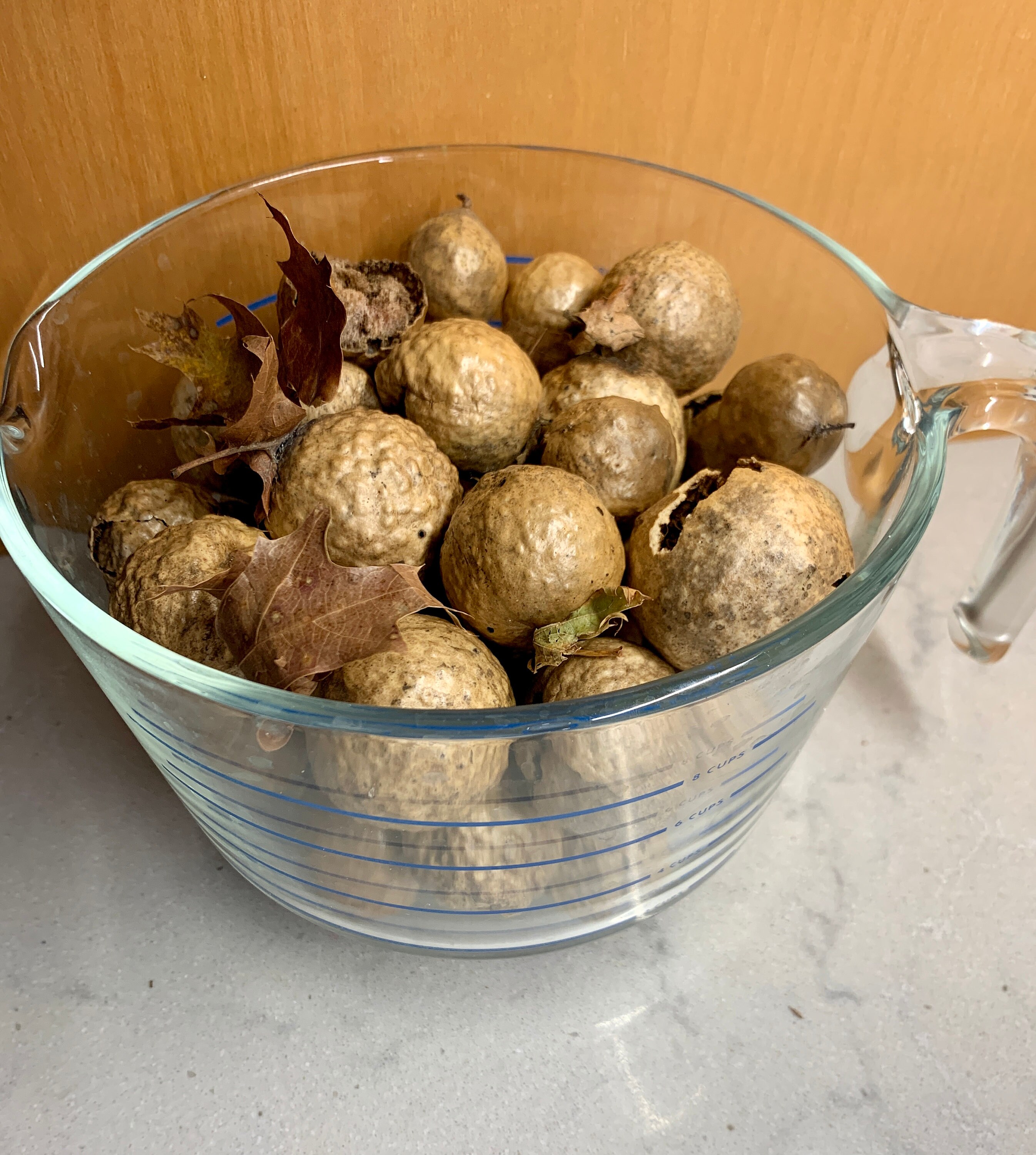 Oak Apple Galls/oak Galls/natural Oak Galls/oak Gall Dye and Ink Making ...