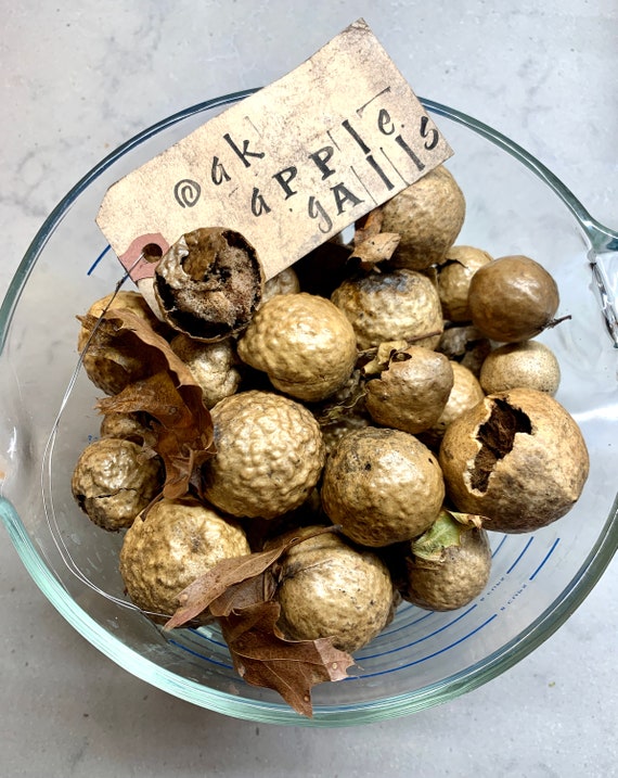 Oak Galls/oak Apple Galls/natural Oak Galls/oak Gall Dye and - Etsy
