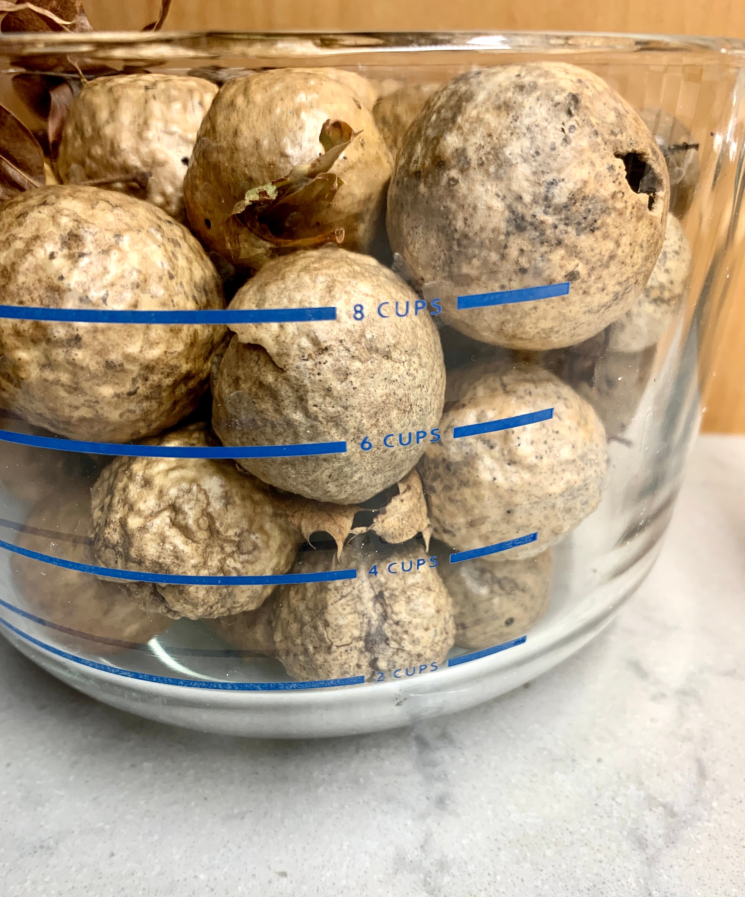 Oak Apple Galls/oak Galls/natural Oak Galls/oak Gall Dye and Ink Making ...