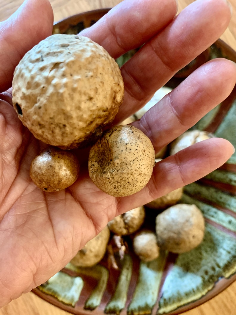 Oak Apple Galls/oak Galls/natural Oak Galls/oak Gall Dye and Ink Making ...