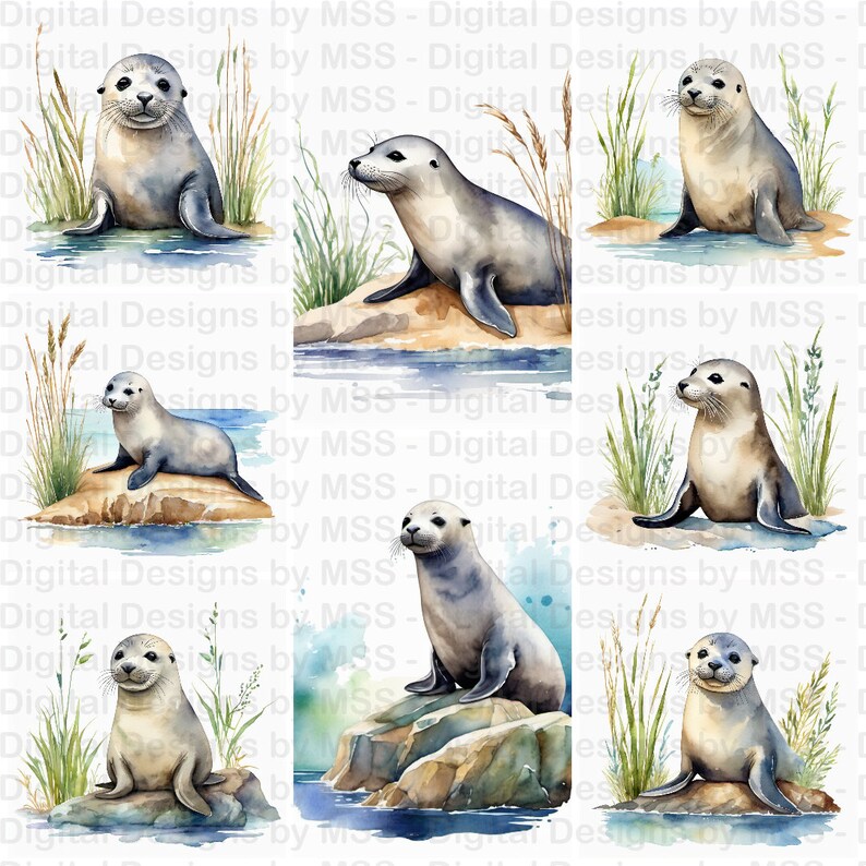 Watercolor Bundle of Baby Seals PNG Set of 15 Files, Digital Watercolor ...