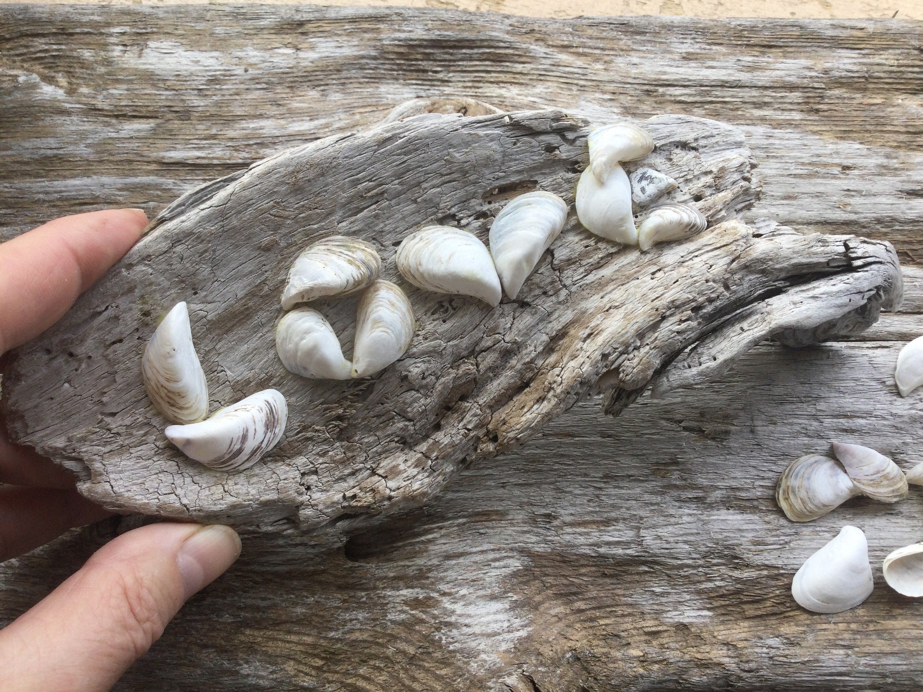 Love Natural Driftwood Shell Art,3.5x9,beach Art,surf Art,cottage Decor ...