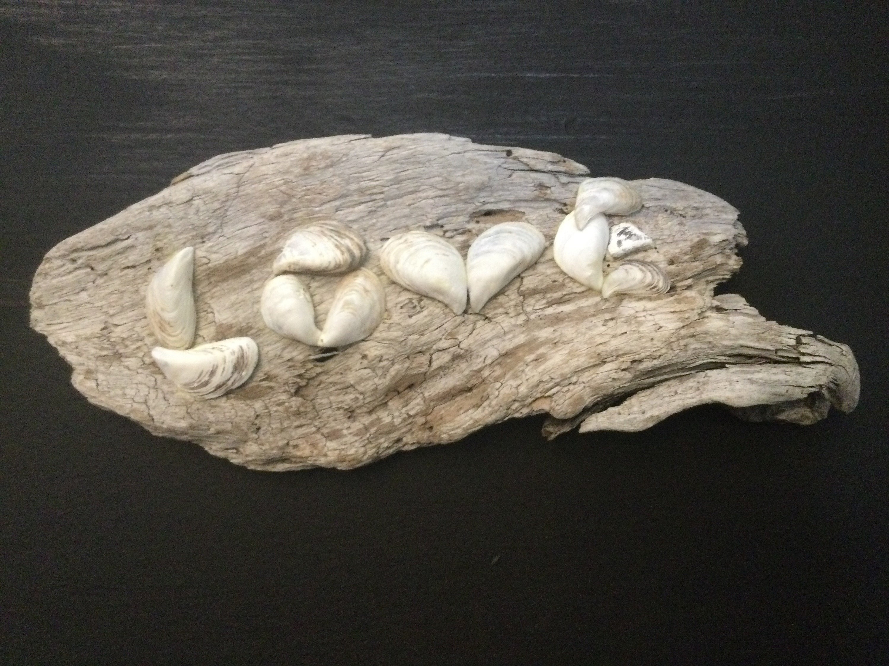 Love Natural Driftwood Shell Art,3.5x9,beach Art,surf Art,cottage Decor ...