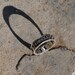 Chain-style Tibetan Prayers Symbols Buddhism Sterling Silver Ring ...
