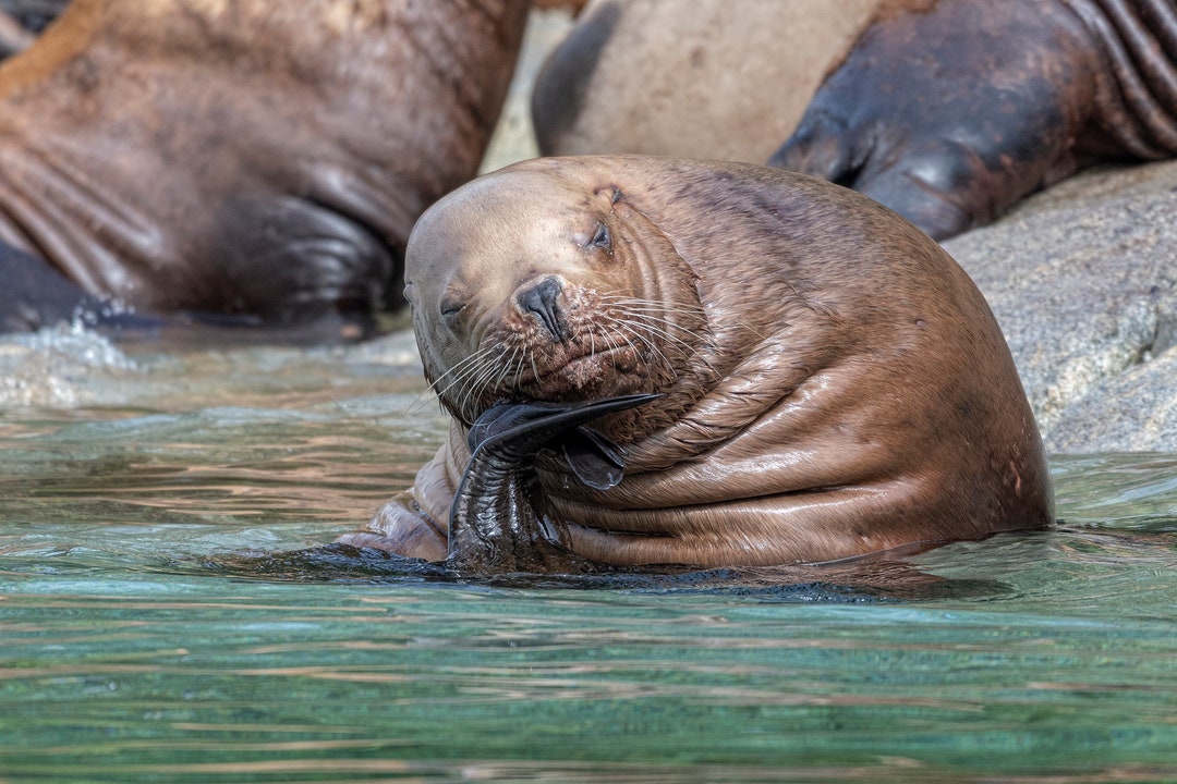 Stellar Sea Lion Napping; Wildlife Photograpy; Fine Art Photography ...
