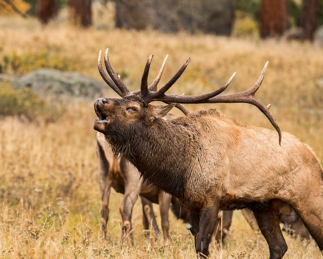 Bull Elk Bugling; Wildlife Photograpy; Fine Art Photography;color Photo ...
