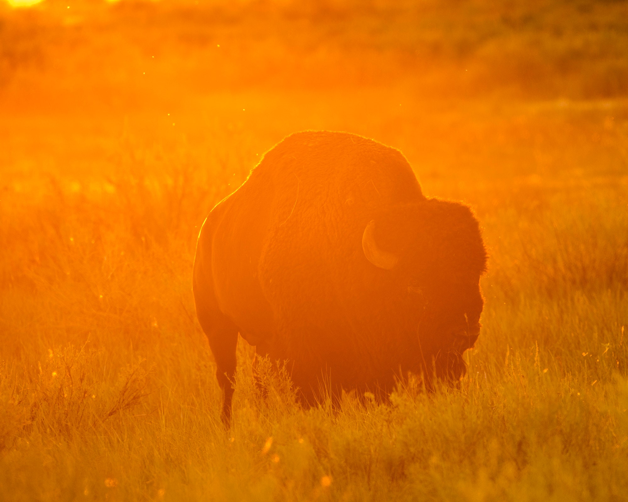 Bison in the Sunset Wildlife Photograpy Fine Art Photographycolor Photo ...