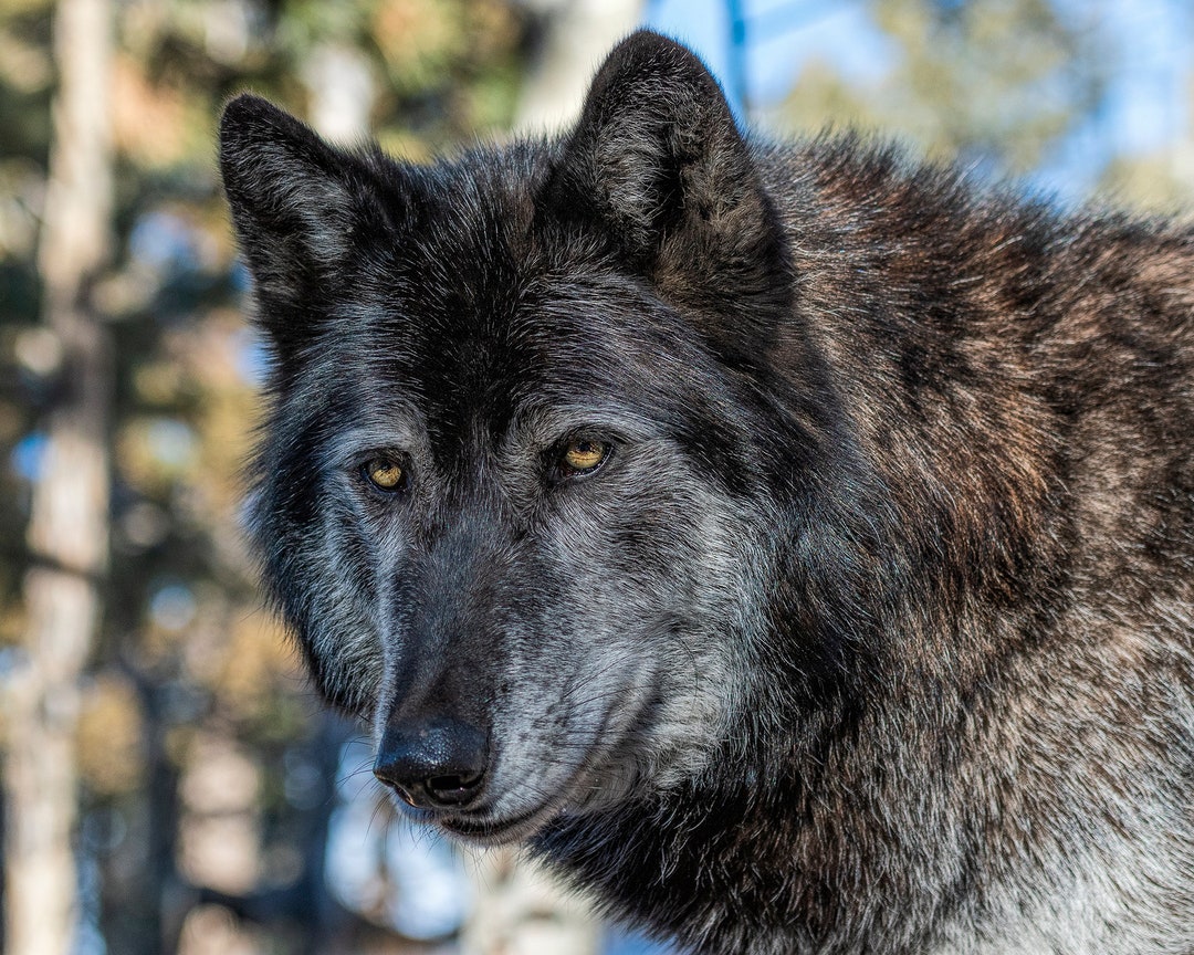 Timber Wolf; Wildlife Photograpy; Fine Art Photography;color Photo - Etsy