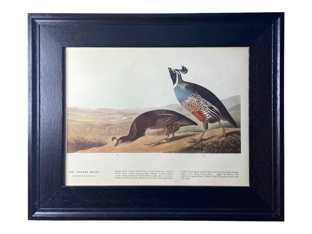 Audubon Prints Framed Prints of Birds Print Sets Bird Wall Art Birds of ...