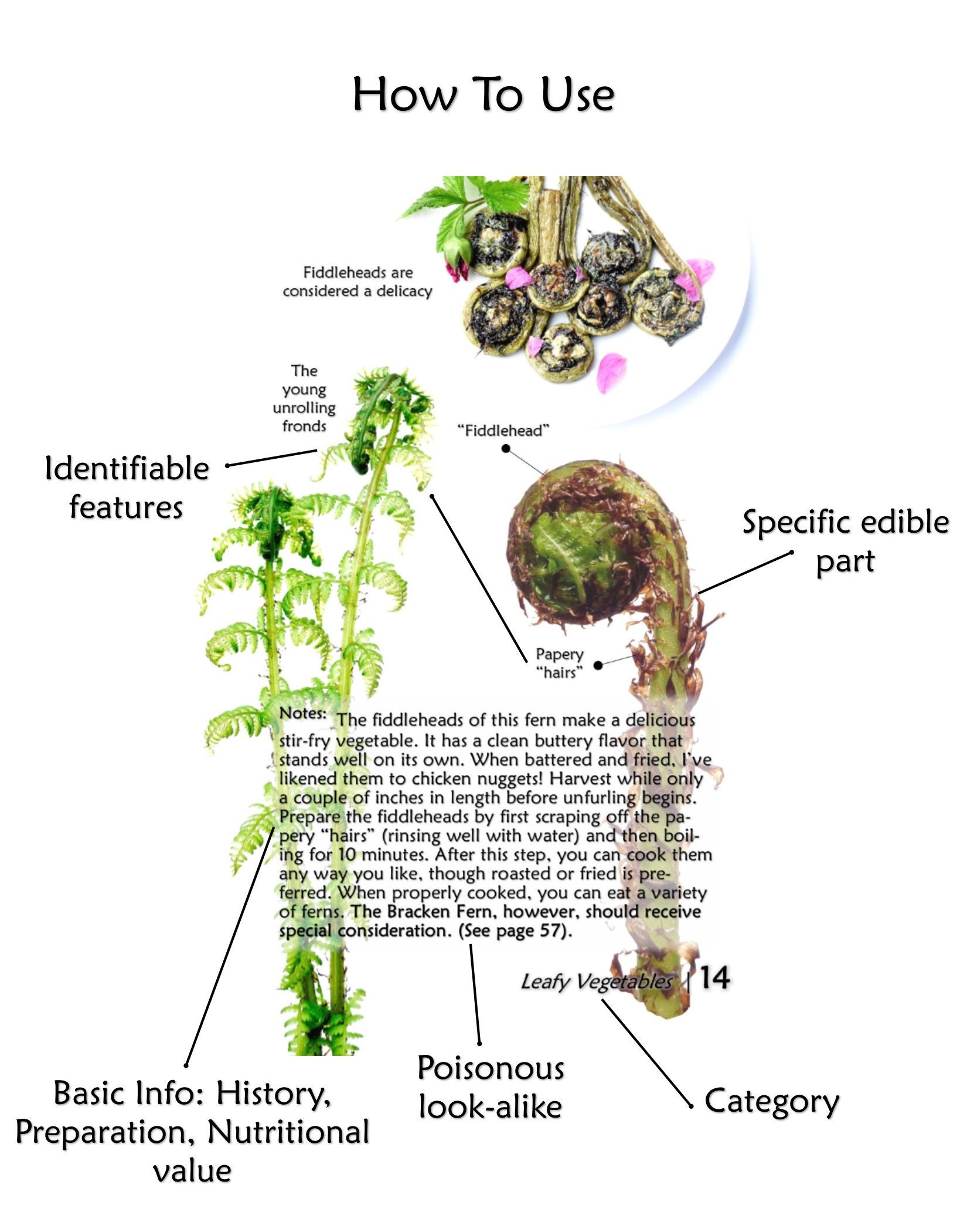 The Northwest Forager's Pocket Guide to Wild Edible Plants. Hikers ...