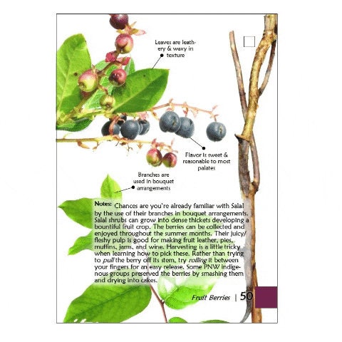 The Northwest Forager's Pocket Guide to Wild Edible Plants. Hikers ...