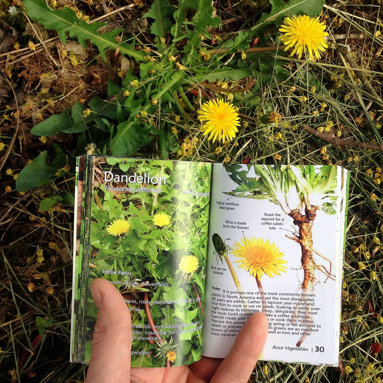 The Northwest Forager's Pocket Guide to Wild Edible Plants. Hikers ...