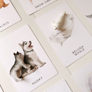 Printable Arctic Forest Animal Cards | Toobs Matching Cards, Montessori ...
