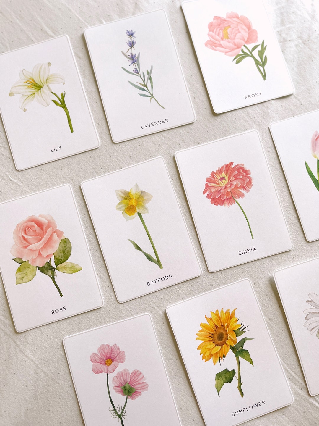Printable Flower Botany Cards | Montessori Cards, Homeschool Resources ...