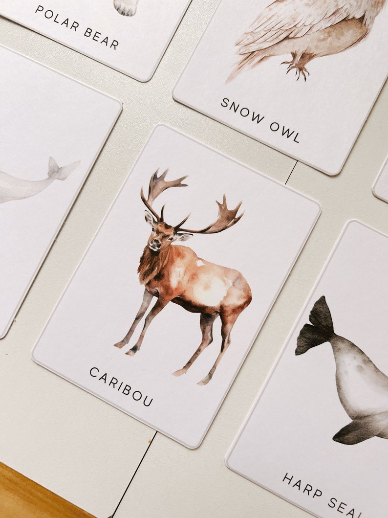 Printable Arctic Forest Animal Cards | Toobs Matching Cards, Montessori ...