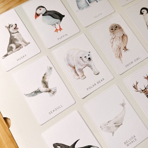 Printable Arctic Forest Animal Cards | Toobs Matching Cards, Montessori ...