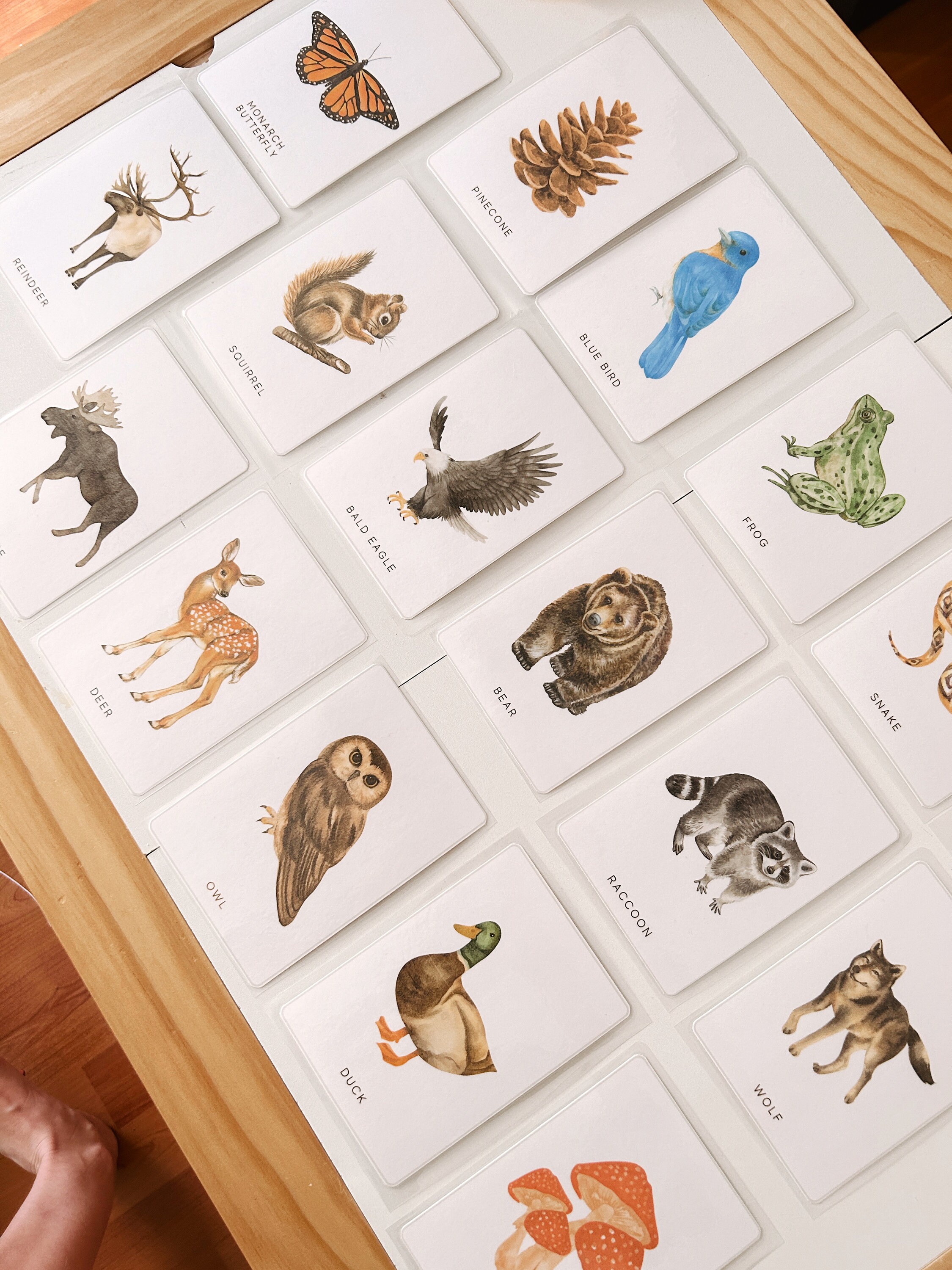 Printable Forest Animal Cards Toobs Matching Cards, Montessori Flash ...