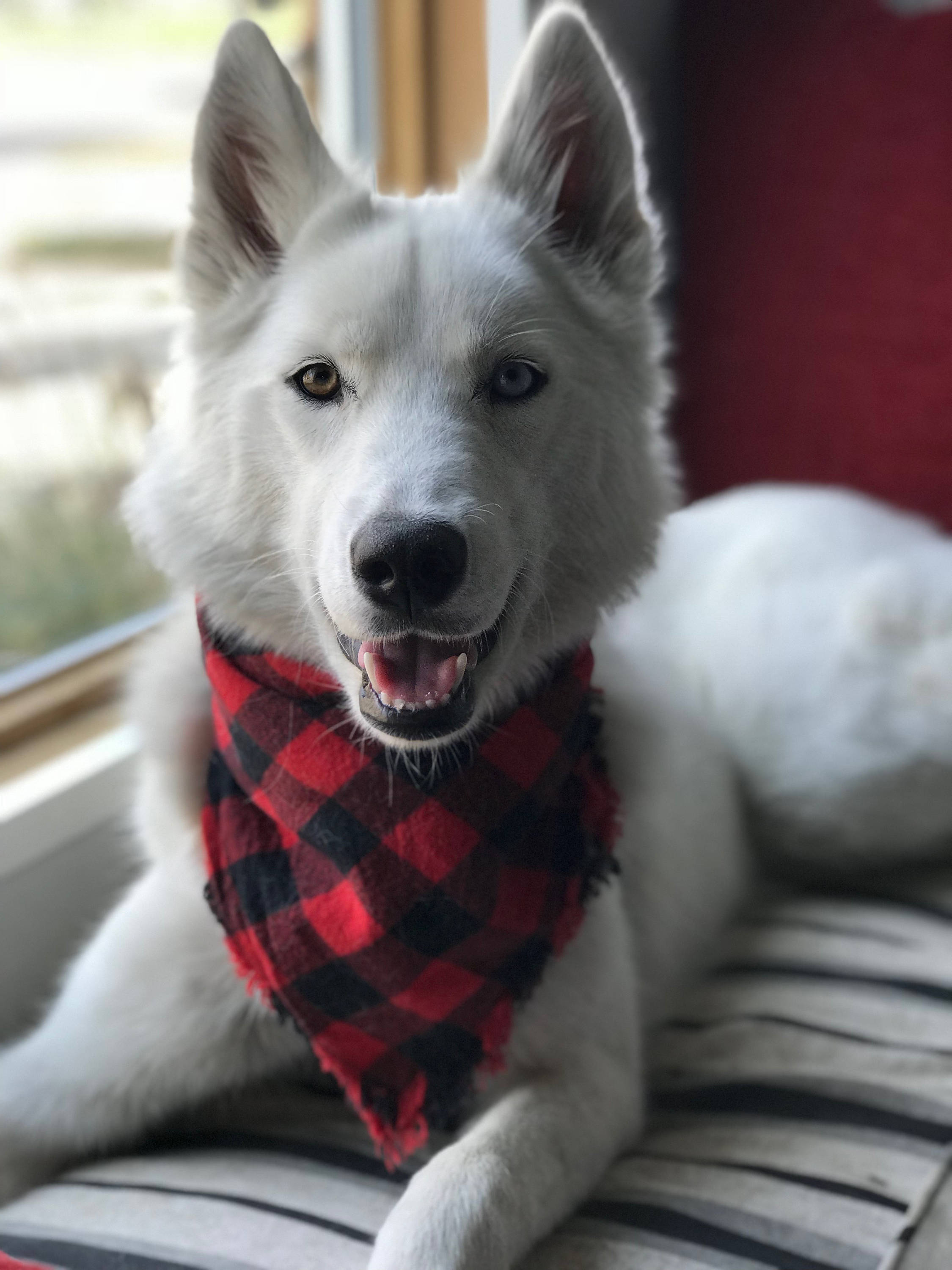 Ready to Ship BUFFALO PLAID Dog Bandanabuffalo Plaid Fall - Etsy