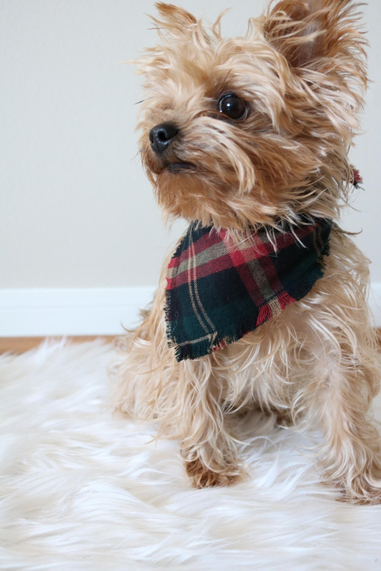 Ready to Ship ASPEN PLAID Dog Bandana Dog Scarf Plaid Dog - Etsy
