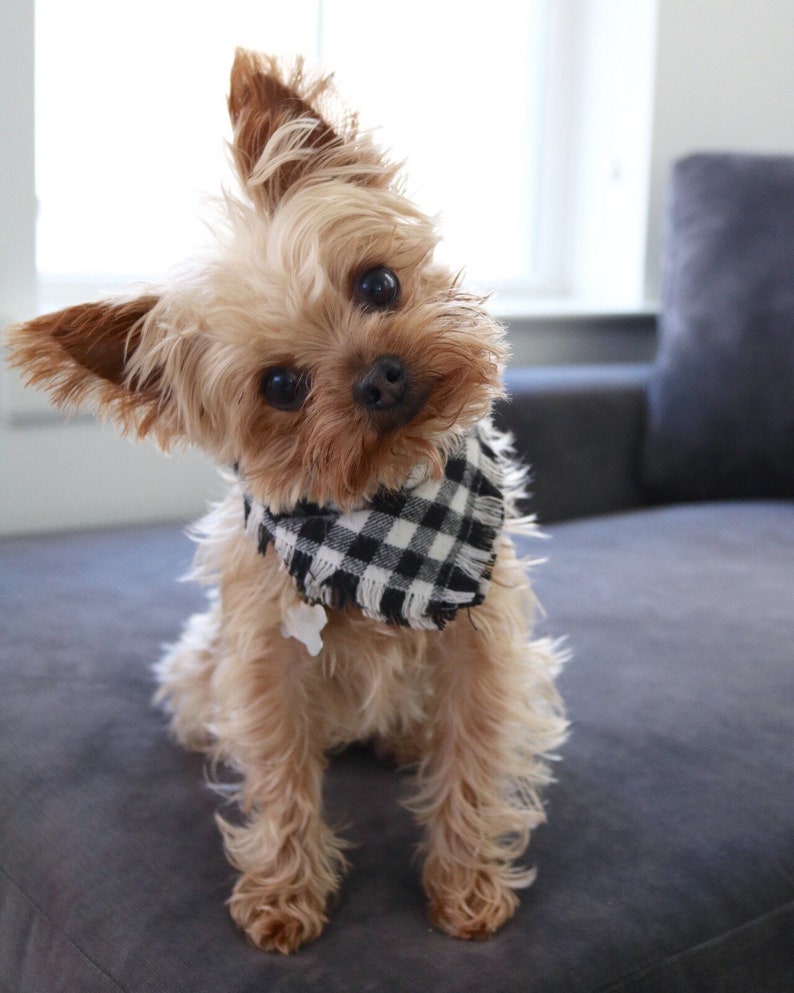 Ready to ship BLACK & WHITE PLAID Dog Bandana Dog | Etsy