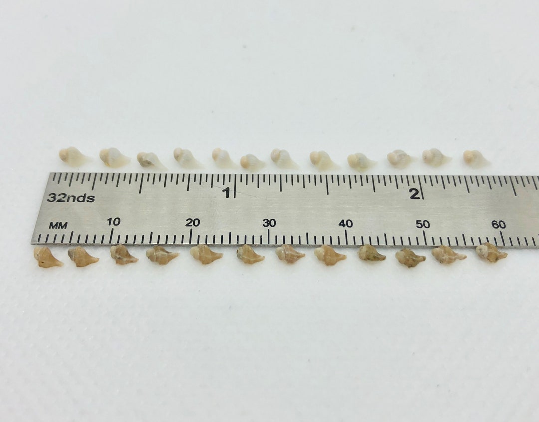 Micro-mini Conch Shell Sets of 12 - Etsy