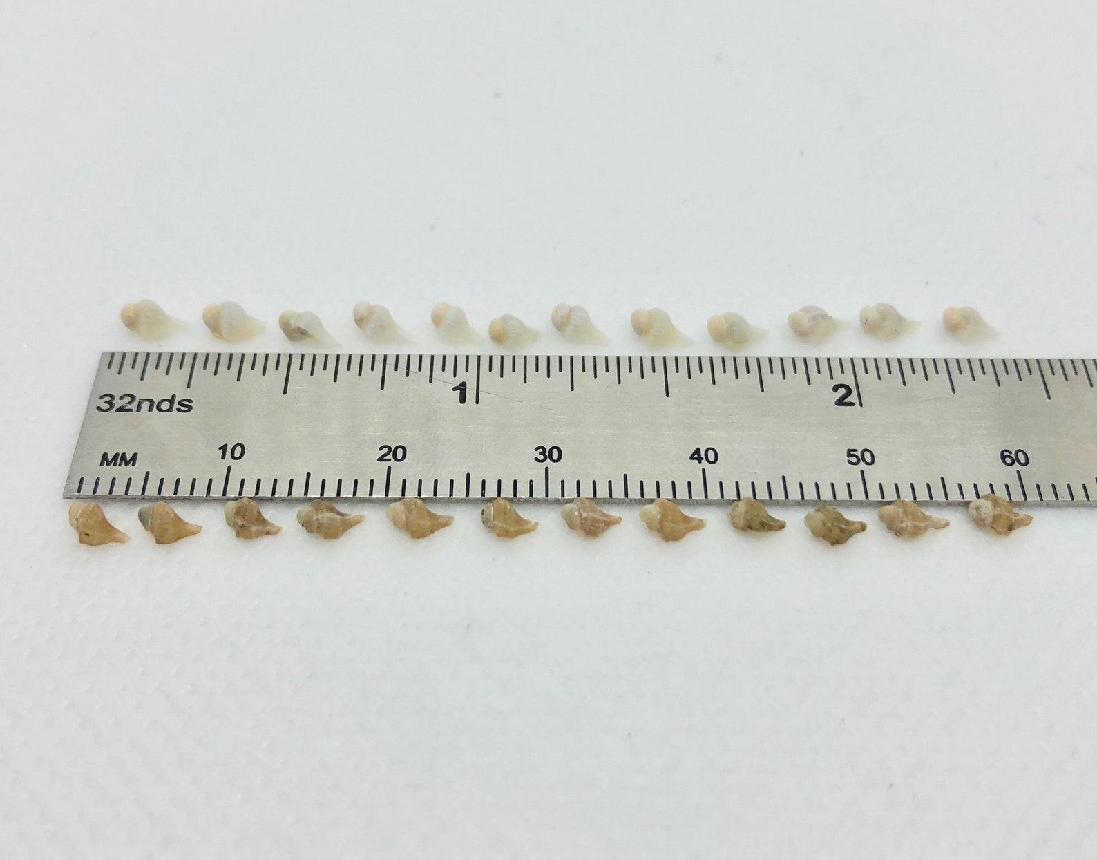 Micro-mini Conch Shell Sets of 12 - Etsy