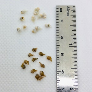 Micro-mini Conch Shell Sets of 12 - Etsy