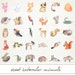 Animals Clip Art Watercolor Animal Bundle Wild Animals Pets - Etsy