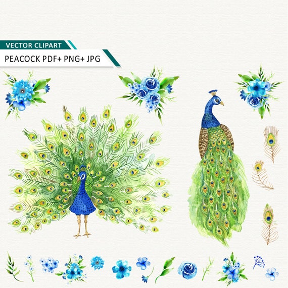 Peacock Watercolor Clipart Peacock and Flowers Vector Clip Art | Etsy ...