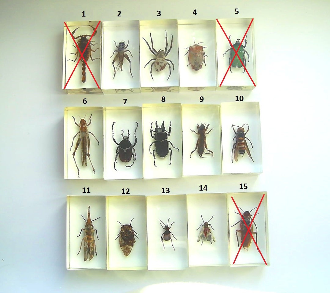 Bugs 1-14 Dol, 2-19 Dol Beetles. Insect. Spider. Larva. Caterpillar ...