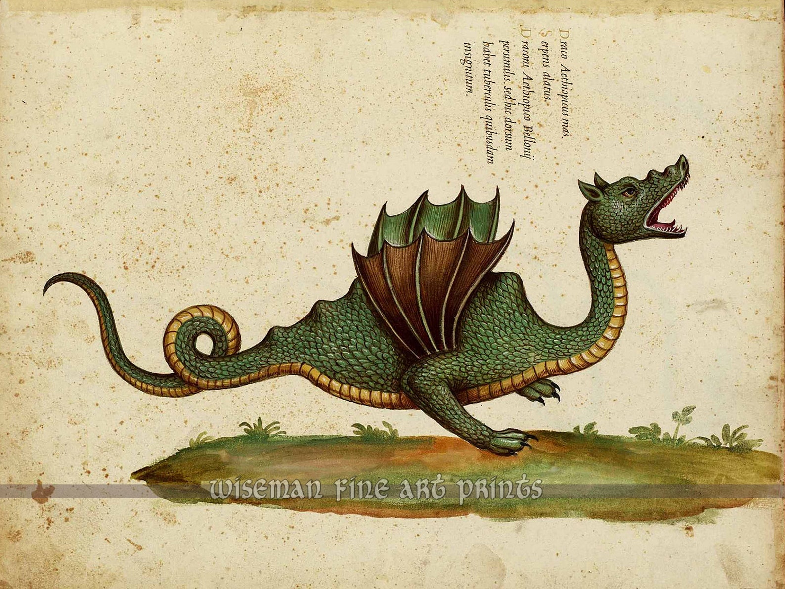 Ulisse Aldrovandi: Two-legged Dragon 1640 Fine Art Giclee - Etsy