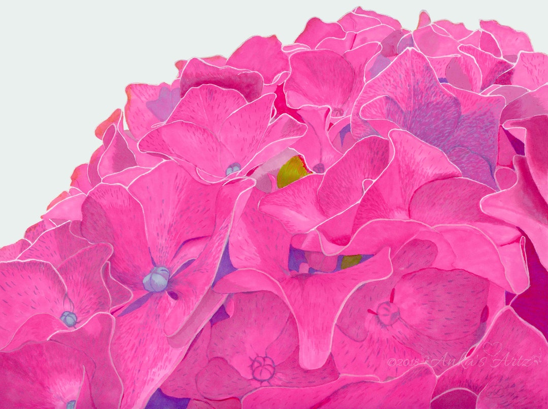 HYDRANGEA: Watercolour Painting, Botanical Art Print, Pink Wall Art ...