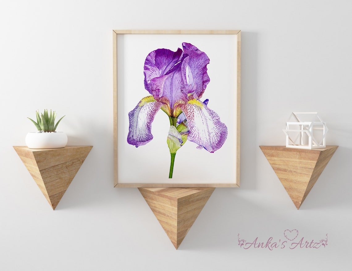 IRIS Giclée Print Watercolour Painting Iris Painting - Etsy UK