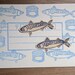 Hand-carved Mackerel Eraser Rubber Stamp for Papercraft and Fabric - Etsy