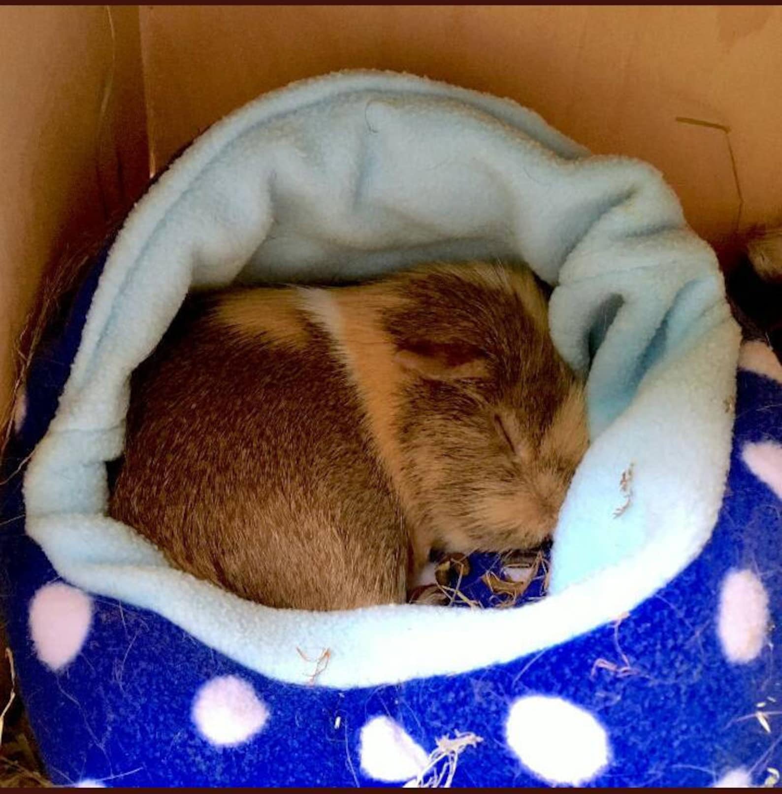 Guinea Pig 'piggie Pod' Bed CUSTOM ORDER Medium - Etsy