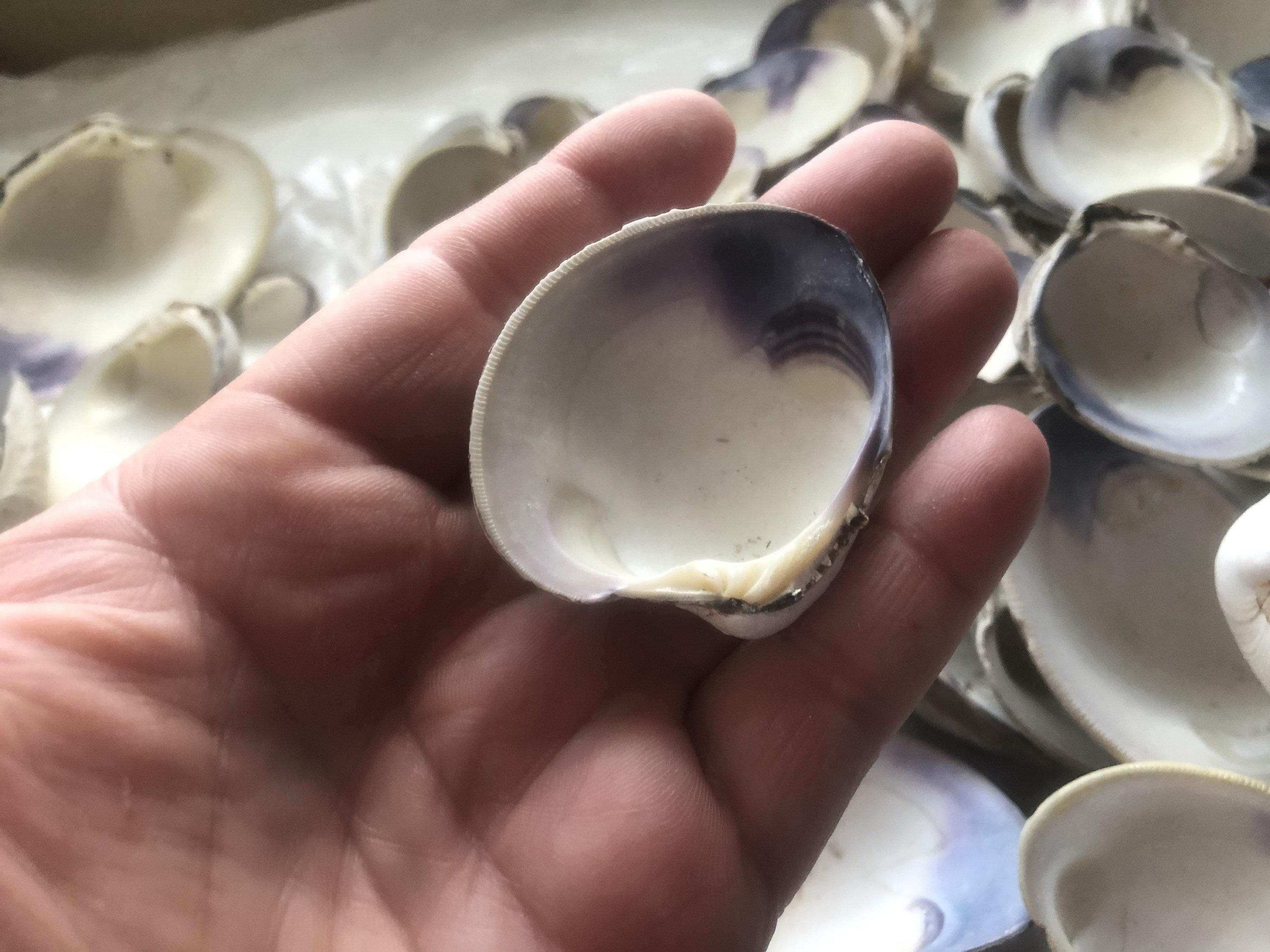 Quahog Shells W/ Wampum - Etsy