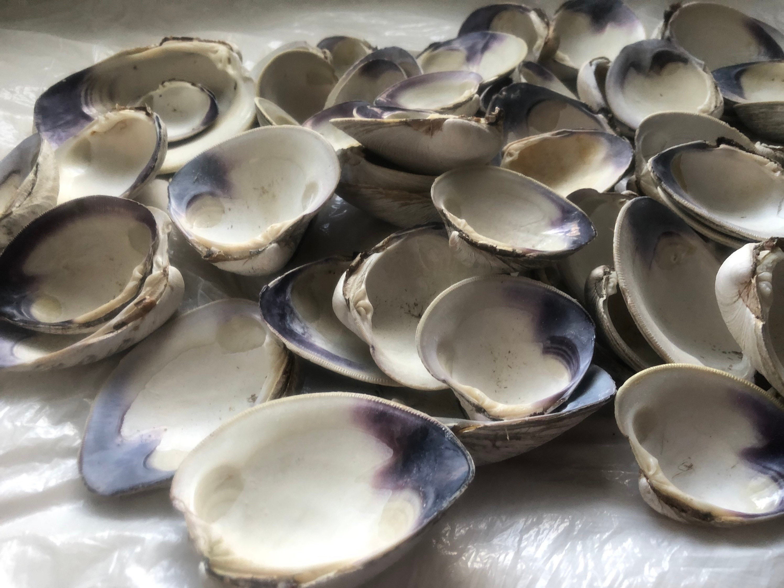 Quahog Shells W/ Wampum - Etsy