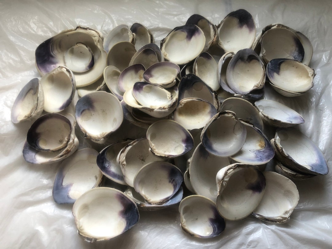 Quahog Shells W/ Wampum - Etsy