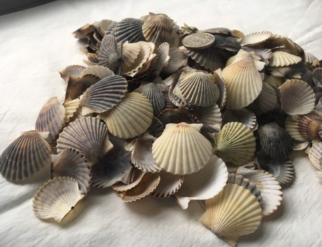 Small Bay Scallop Shells 200 - Etsy